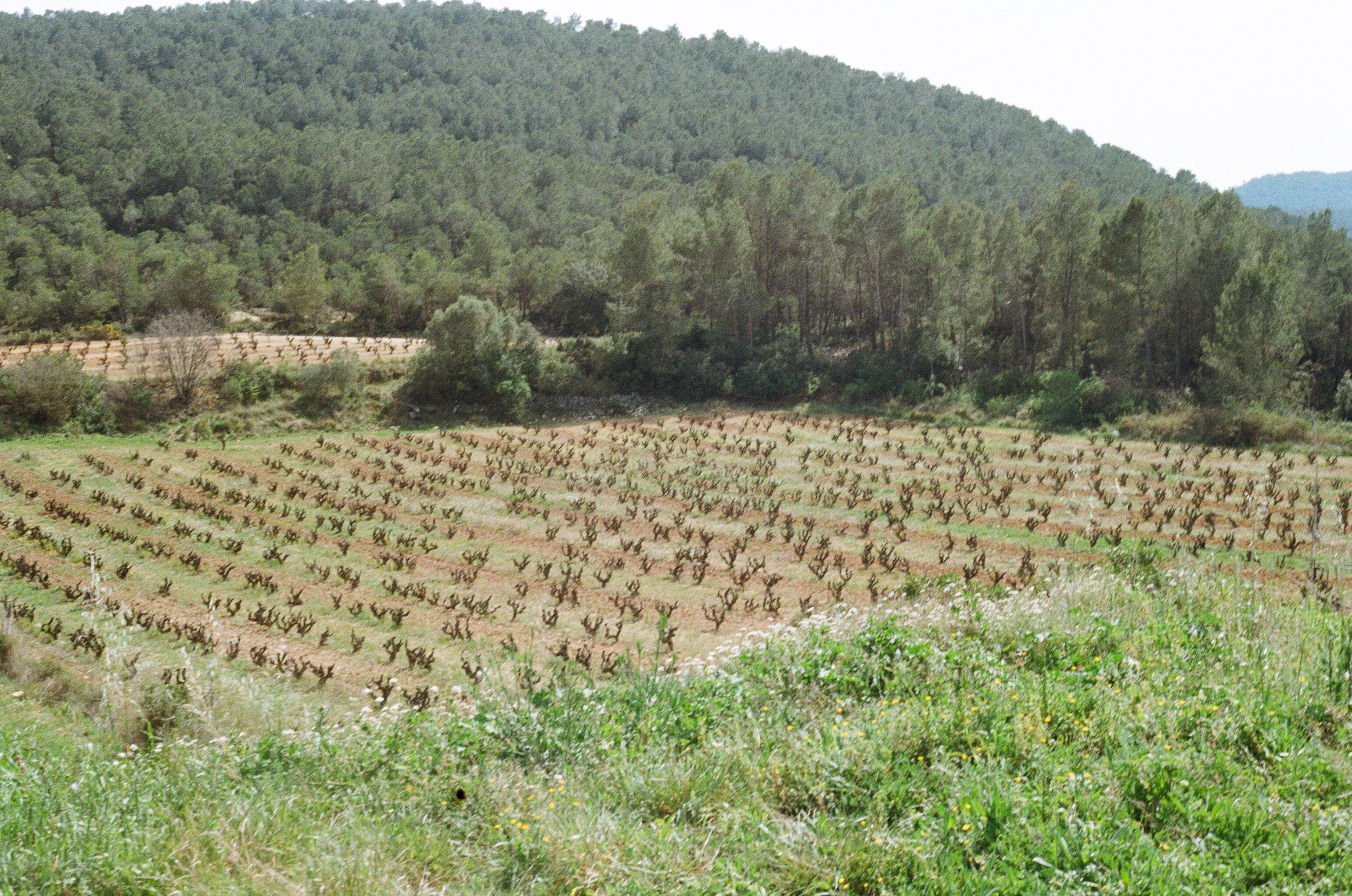 Organic Wine! Biodynamic Wine! Natural Wine! All with UK delivery ...